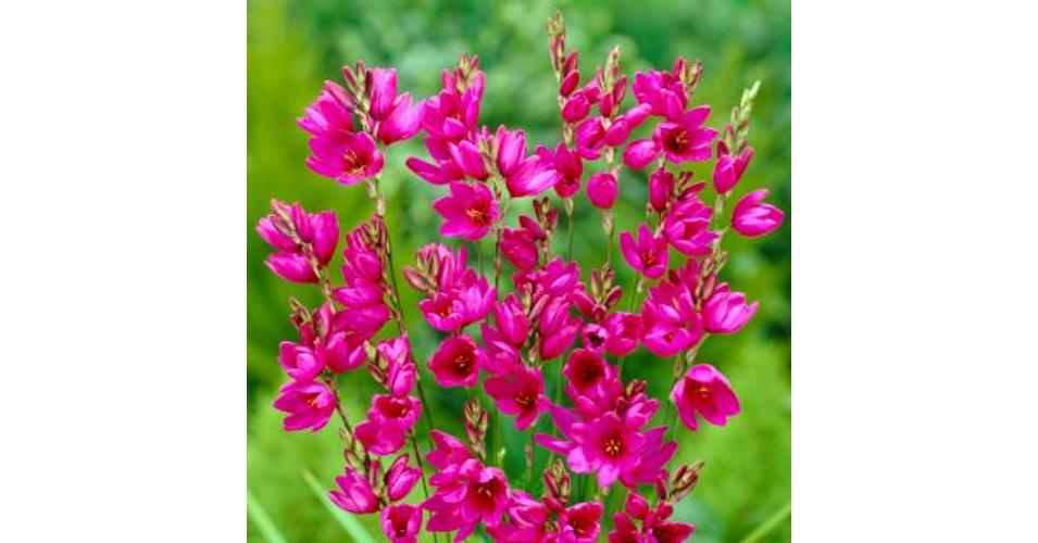 Lépliliom (Ixia) - MABEL - Virágwebshop.hu